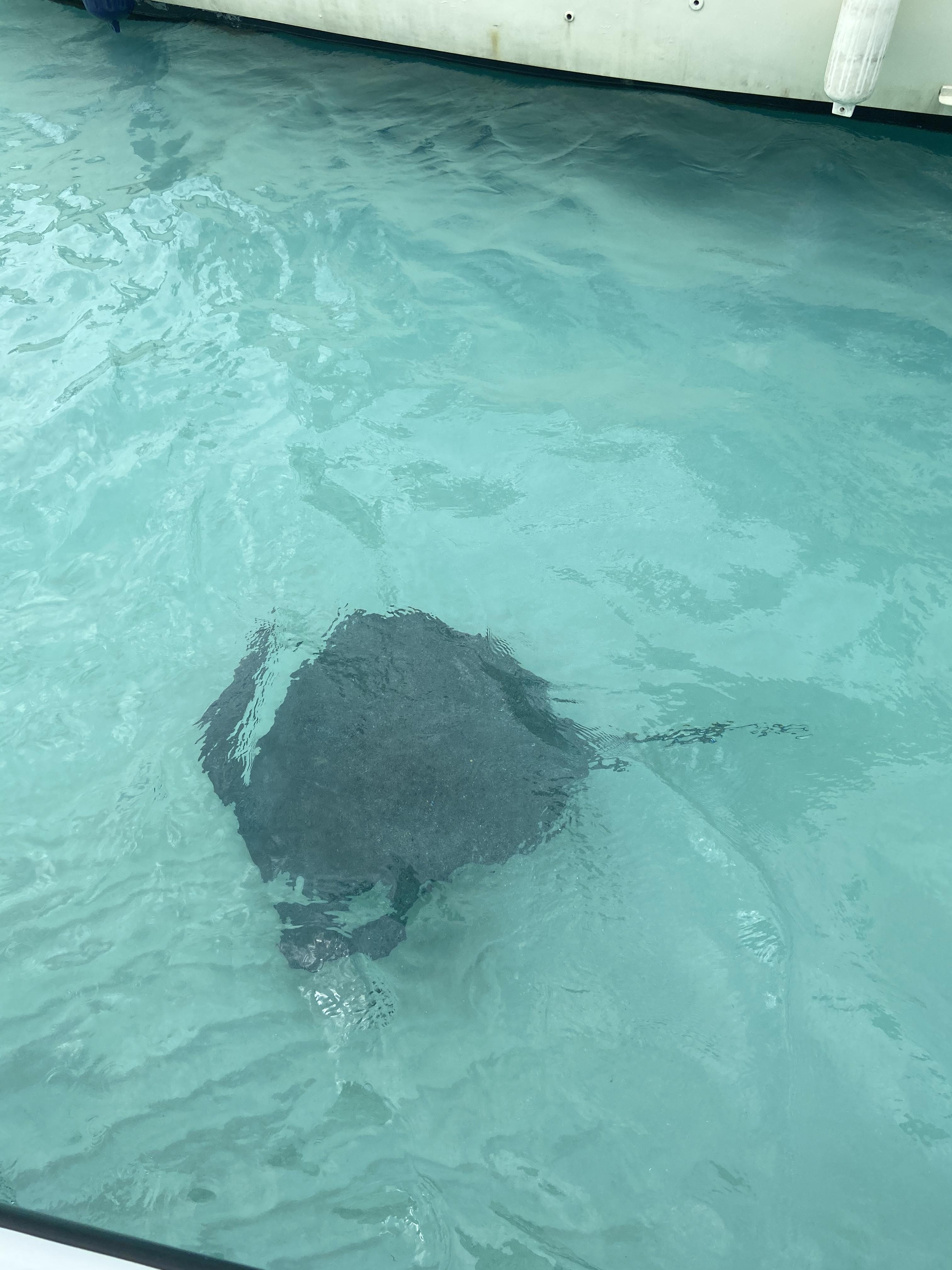 Grand Cayman Starfish Point, Stingray City Sandbar, and Barrier Reef or ...