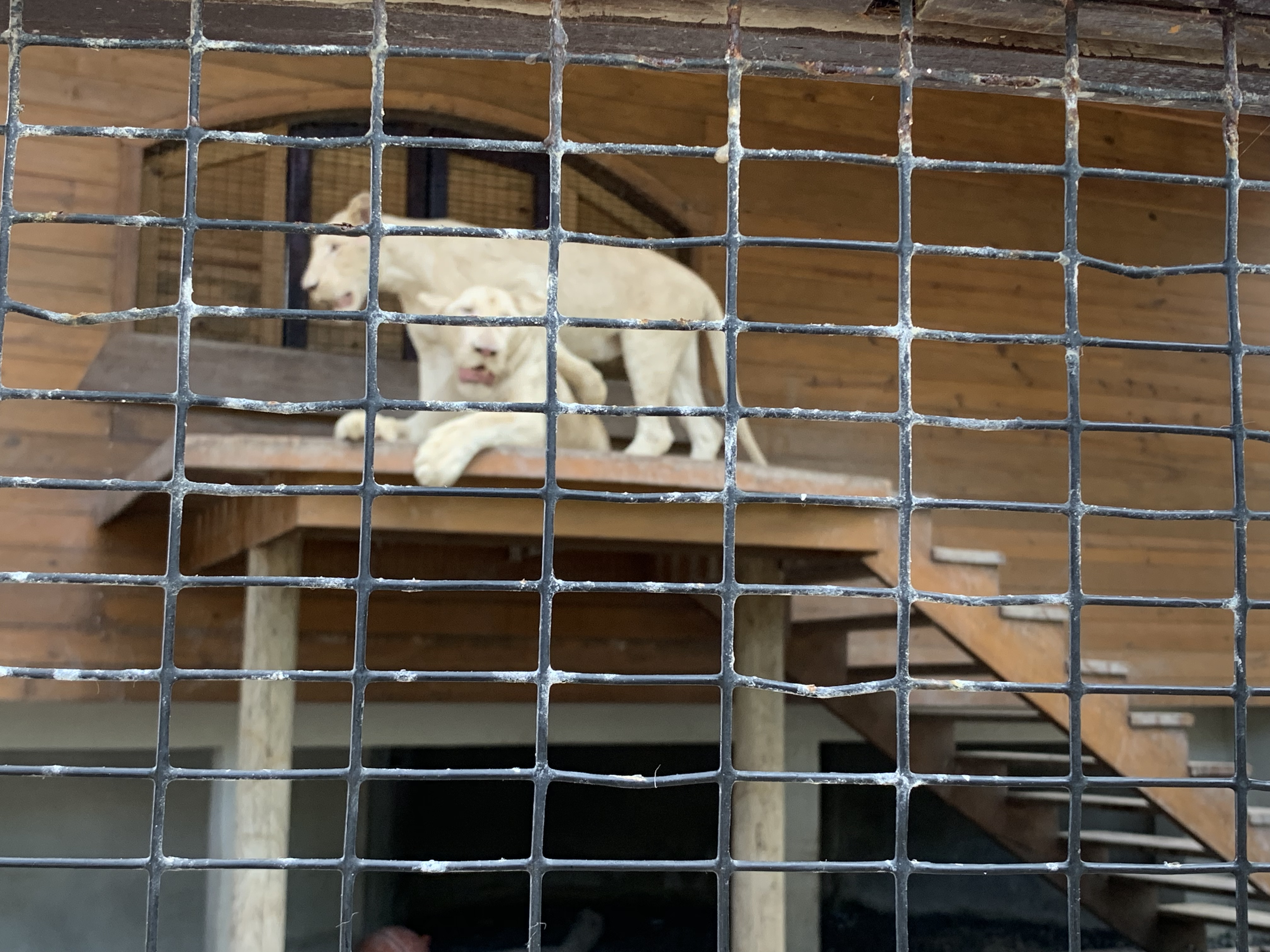 Roatan Little French Key Private Island Beach Resort Day Pass Excursion ...