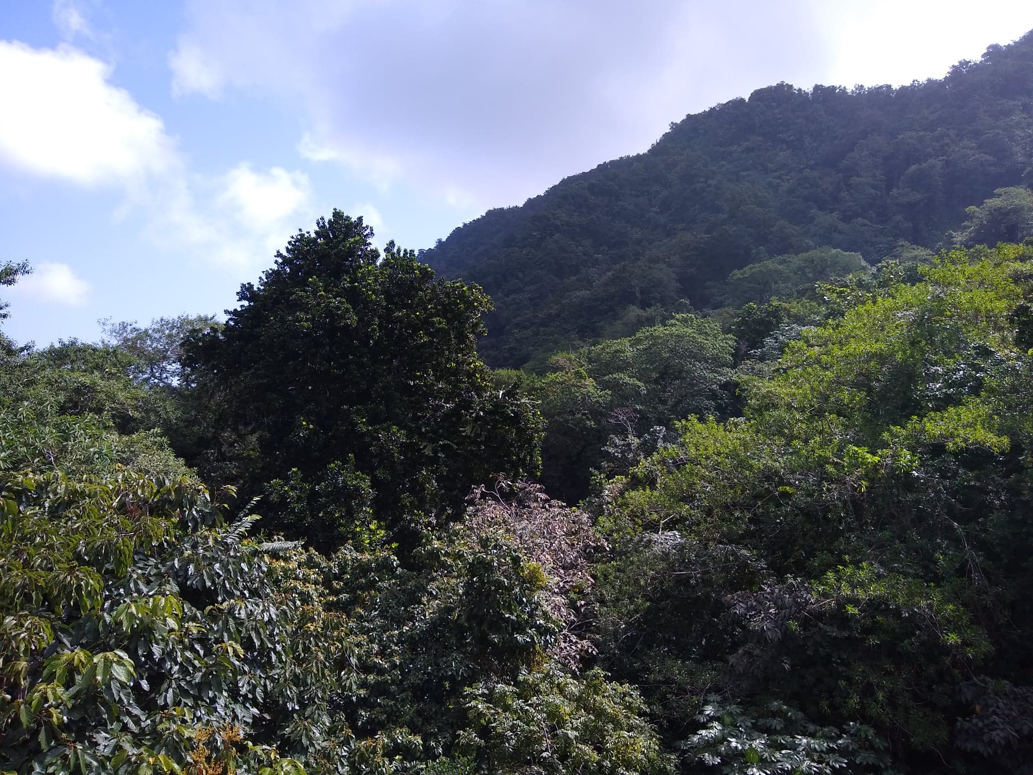 St. Lucia Famous Rainforest Aerial Tram Excursion with Round-Trip ...