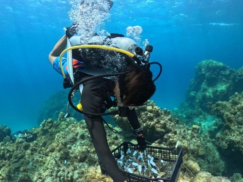 Cozumel Chankanaab Marine Park 1 Tank SCUBA Dive Excursion - Statues ...