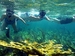Freeport Unlimited Snorkeling Day Pass Excursion - Freeport Excursions