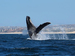 Cabo San Lucas Up Close Whale Watching Excursion - Cabo San Lucas Excursions