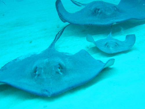 Grand Cayman Starfish Point, Stingray City Sandbar, and Barrier Reef ...