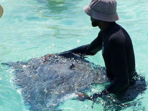 Grand Cayman Starfish Point, Stingray City Sandbar, and Barrier Reef ...