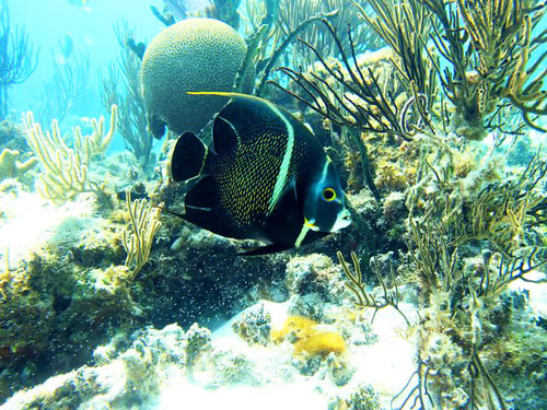 Grand Cayman Starfish Point, Stingray City Sandbar, and Barrier Reef ...