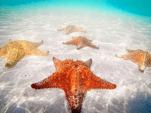 Grand Cayman Starfish Point, Stingray City Sandbar, and Barrier Reef ...