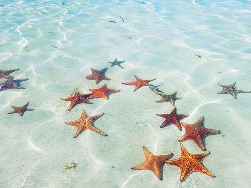 Grand Cayman Starfish Point, Stingray City Sandbar, and Barrier Reef ...