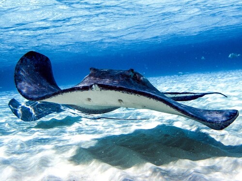 Grand Cayman Starfish Point, Stingray City Sandbar, and Barrier Reef ...