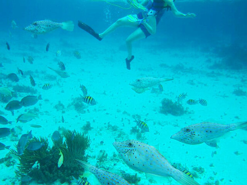 Grand Cayman Starfish Point, Stingray City Sandbar, and Barrier Reef ...