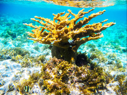 Grand Cayman Starfish Point, Stingray City Sandbar, and Barrier Reef ...