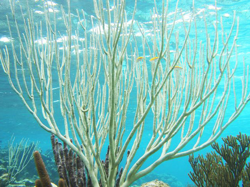 Grand Cayman Starfish Point, Stingray City Sandbar, and Barrier Reef ...