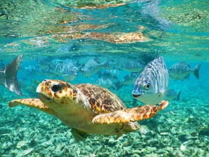 Harvest Caye Sight-Seeing Excursions By Shore Excursioneer