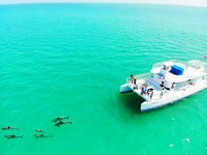 Key West Dolphins Excursions By Shore Excursioneer