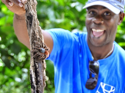 Martinique Southern Island Sightseeing Excursion - Martinique Excursions